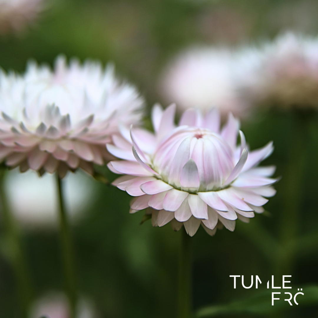 Eternell – Tumle Frö