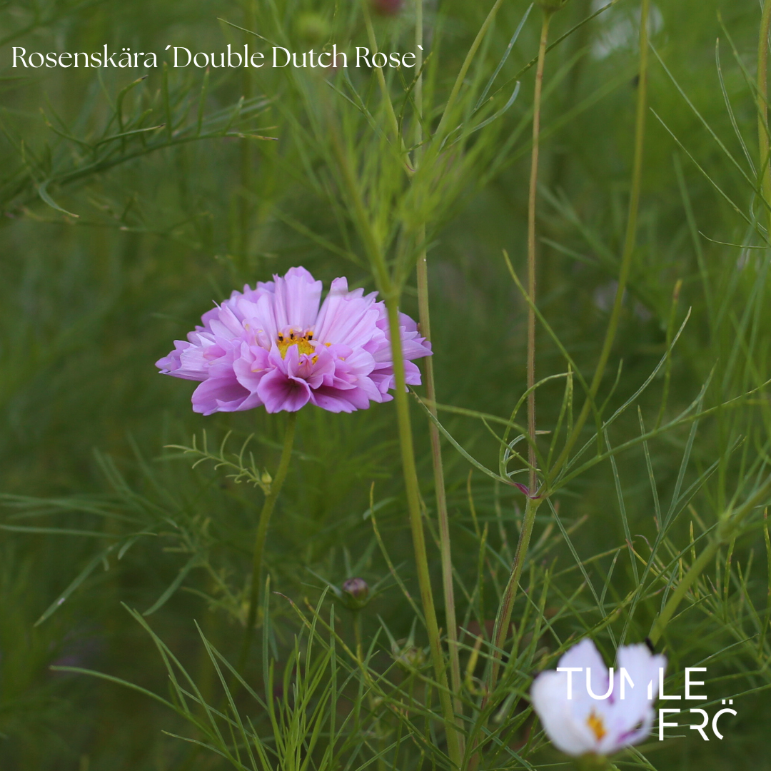 Rosenskära Frö ´Double Dutch Rose´ – Tumle Frö