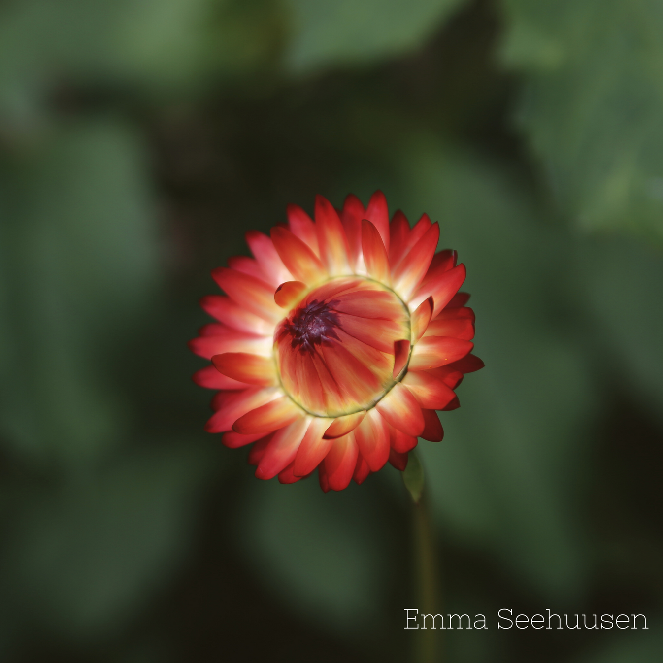 Eternell Frö ´Fireball´ – Tumle Frö