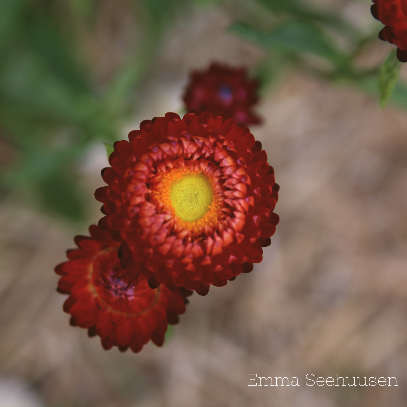 Eternell Frö ´Scarlet´ – Tumle Frö