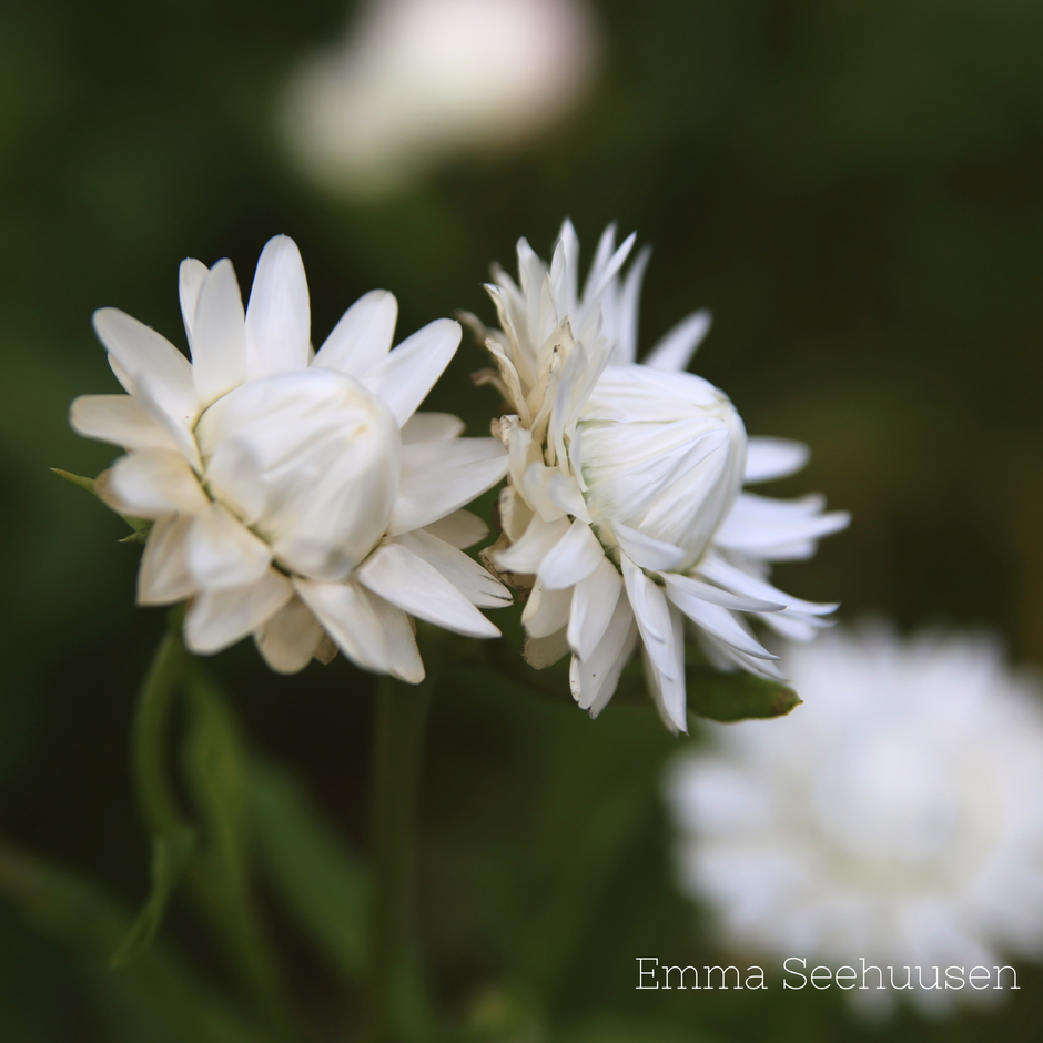 Fröer för din drömträdgård. – Tumle Frö