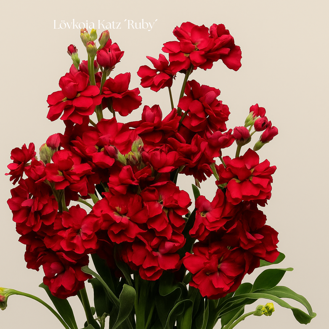 Lövkoja Frö ’Katz Ruby’ – Rubinröda doftande blommor – Tumle Frö