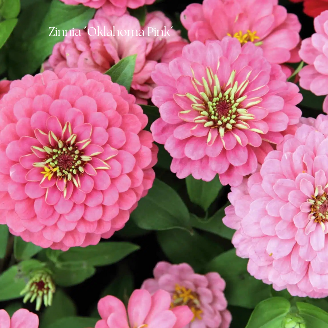 Zinnia Frö ’Oklahoma Pink’ – Rosa zinnia för snitt & buketter – Tumle Frö